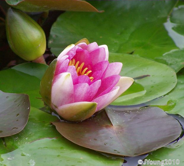 South African Photographs: Waterlilies