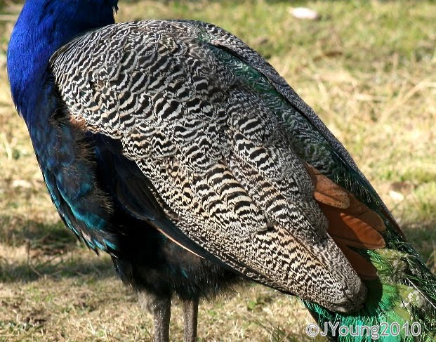 South African Photographs: Peacock