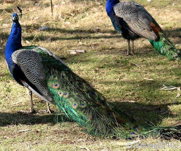 South African Photographs: Peacock