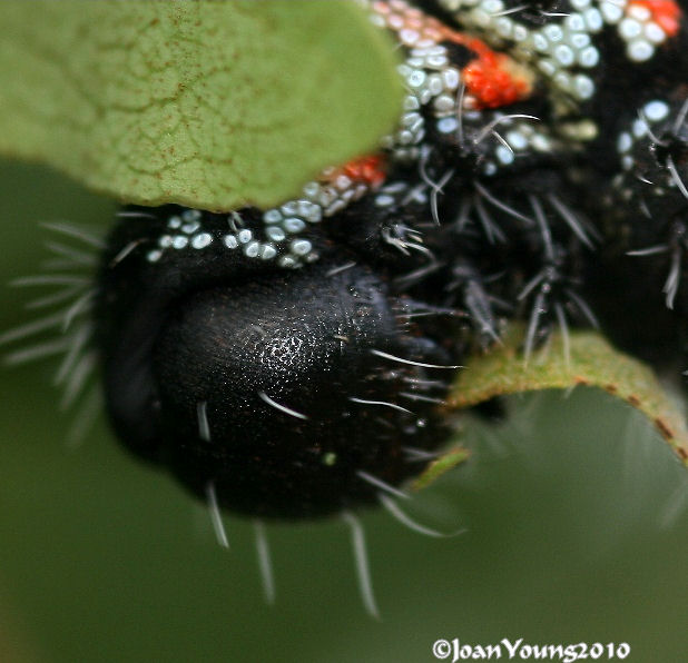 South African Photographs: Mopane Worms