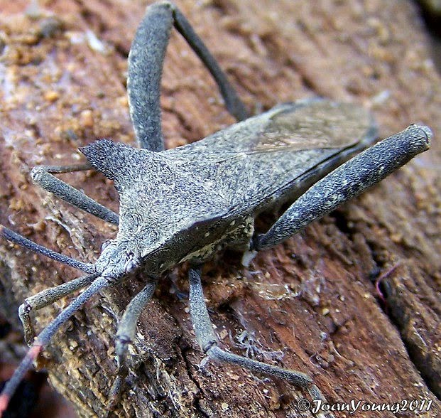 Twig Wilter Bug | Project Noah