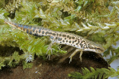 Amphibia: Tritone italiano