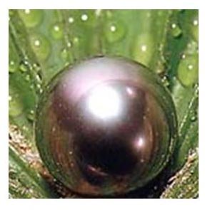 El Secreto del Mercader Viajero - NEOATIERRA