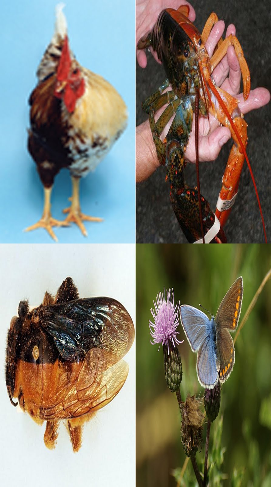 curiosidadesdelsigloXXI: Gin andromorfo