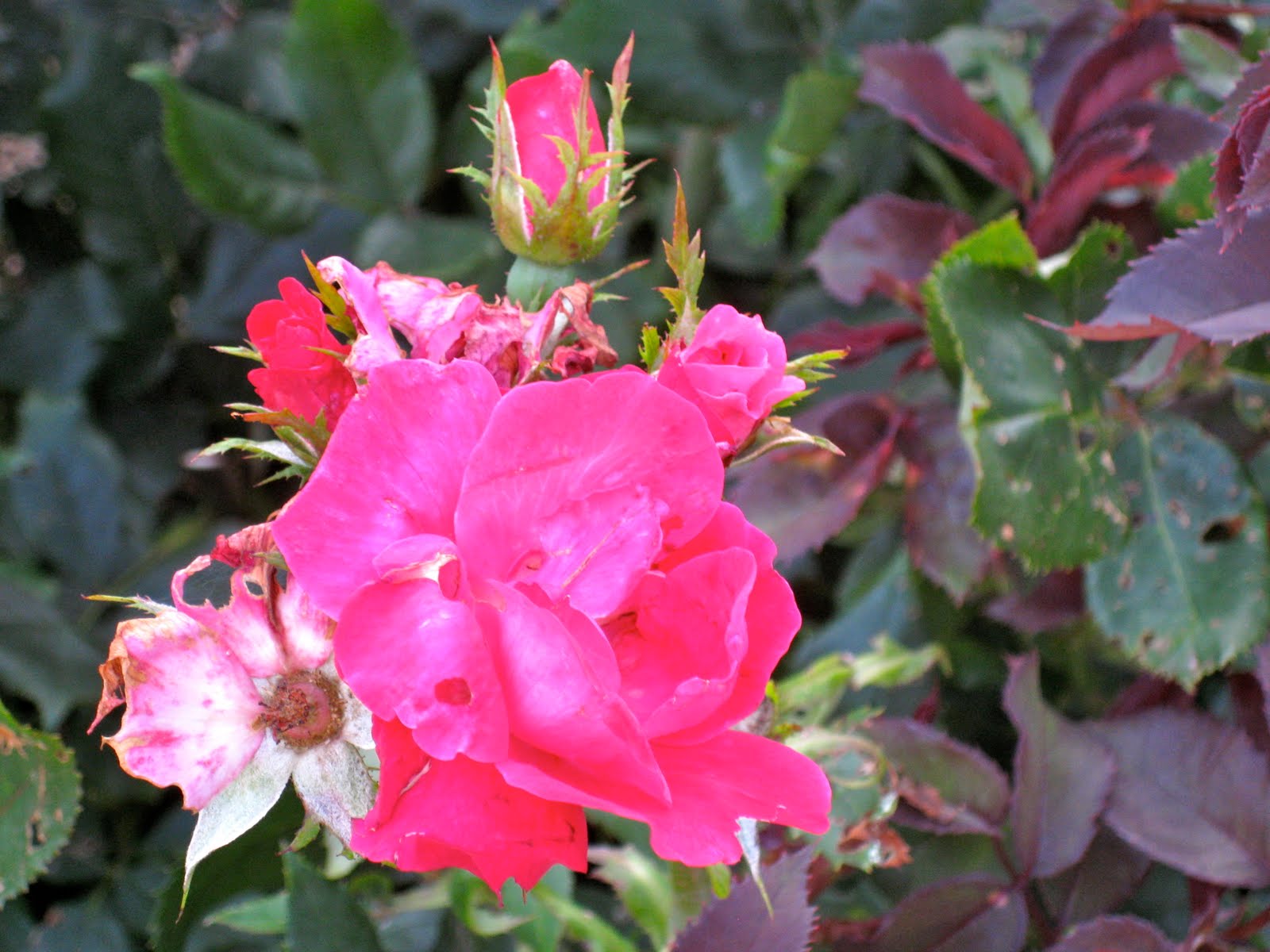 danielle abroad: desiring hothouse flower