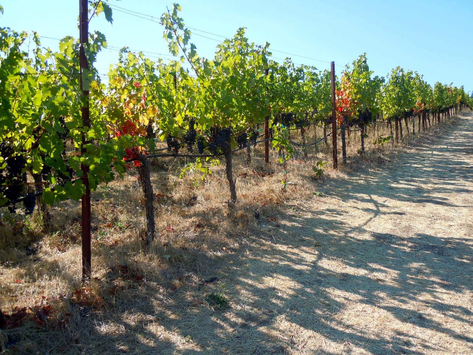 danielle abroad: exploring the west coast viticulture