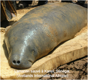 Oceanium de Dakar: Conservation du lamantin ouest africain