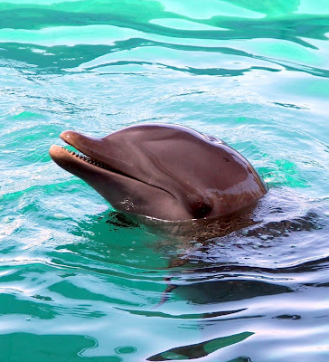The Dolphin Transformation: What does a dolphin look like?