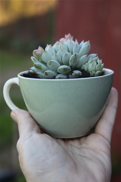 Life With Little Ones: teacup plants