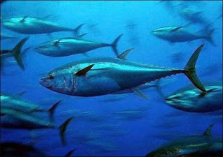 úszott szembe: Nagy tonhal / kékúszójú tonhal