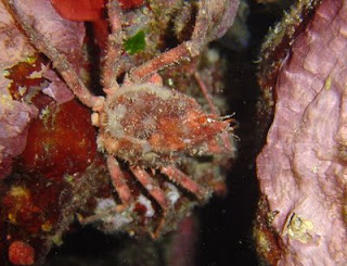 úszott szembe: ráncos tengeri pók