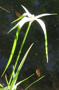 White-Topped Sedge