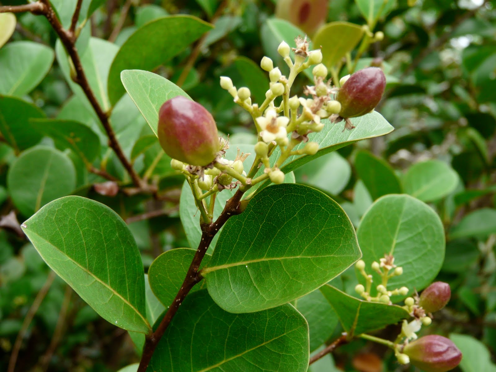 Cocoplum's Are Bursting Out All Over