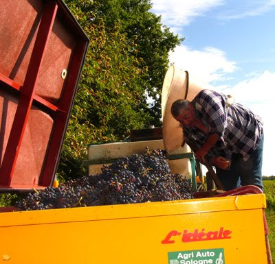 Jim's Loire: Picking@Clos Roche Blanche 24.9.2009