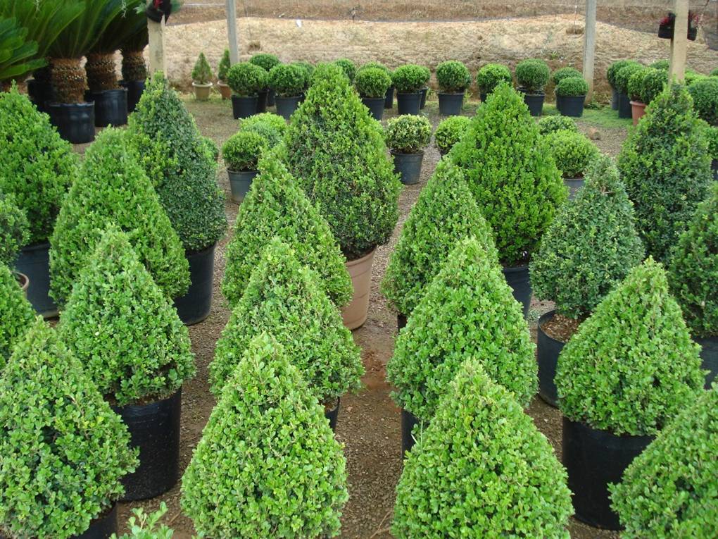 Flora 1000 Flores: Buxinho - Buxus sempervirens