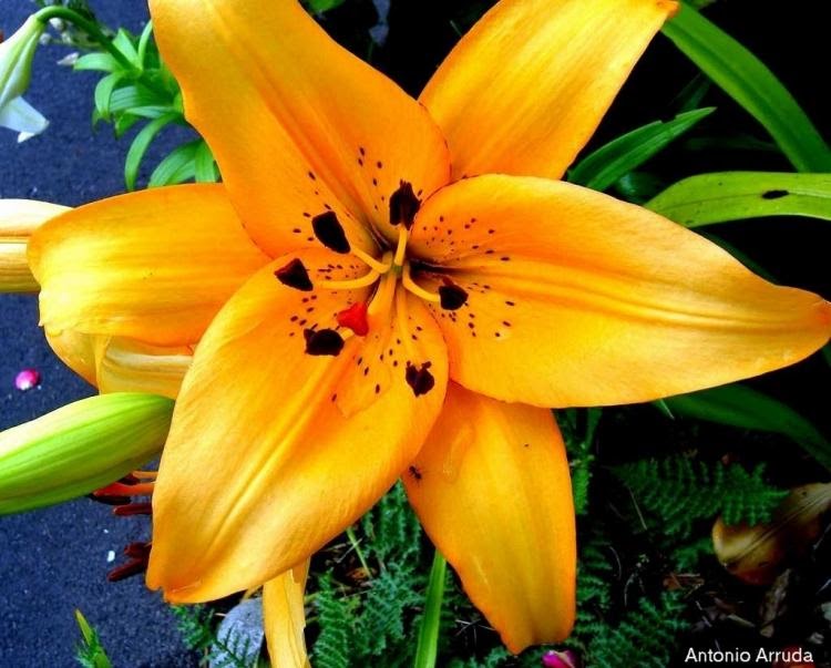 Flora 1000 Flores: Significado das flores