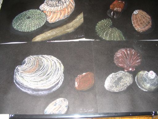 colorworx: Paua - my favorite in colour and shape