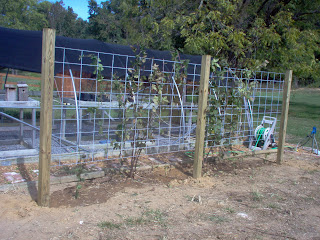 How to...inside and out: BLACKBERRY TRELLIS