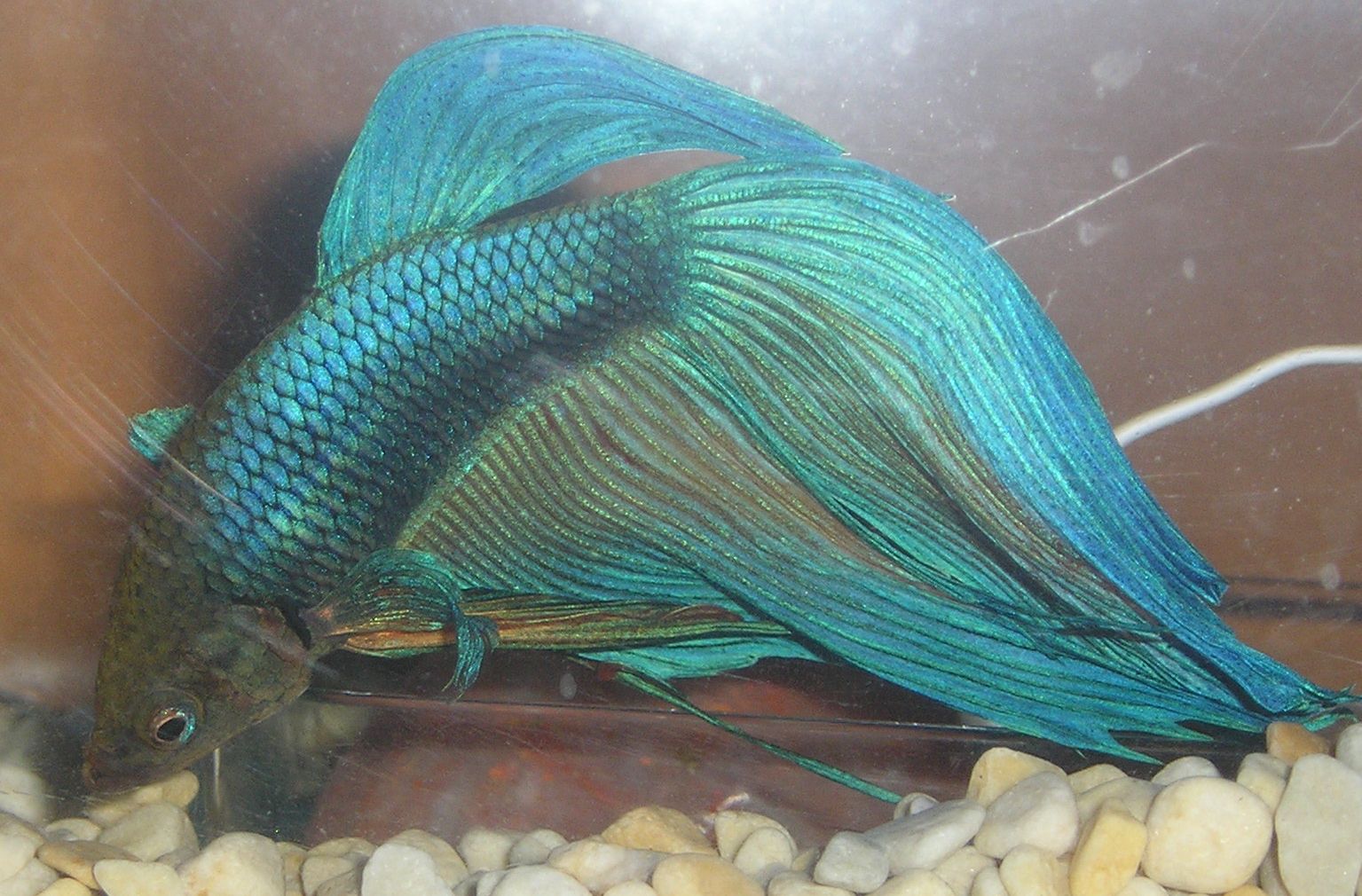El Mundo Del "Betta Splendens": Mis Bettas (Machos)