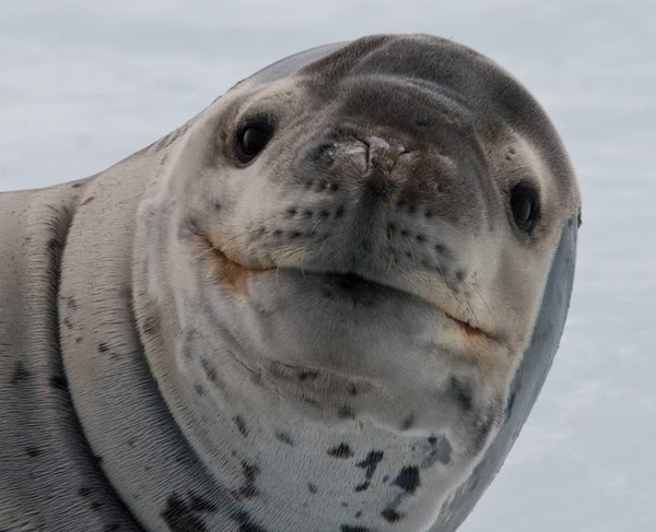 love, elizabethany: cute animals of the week: happy seals