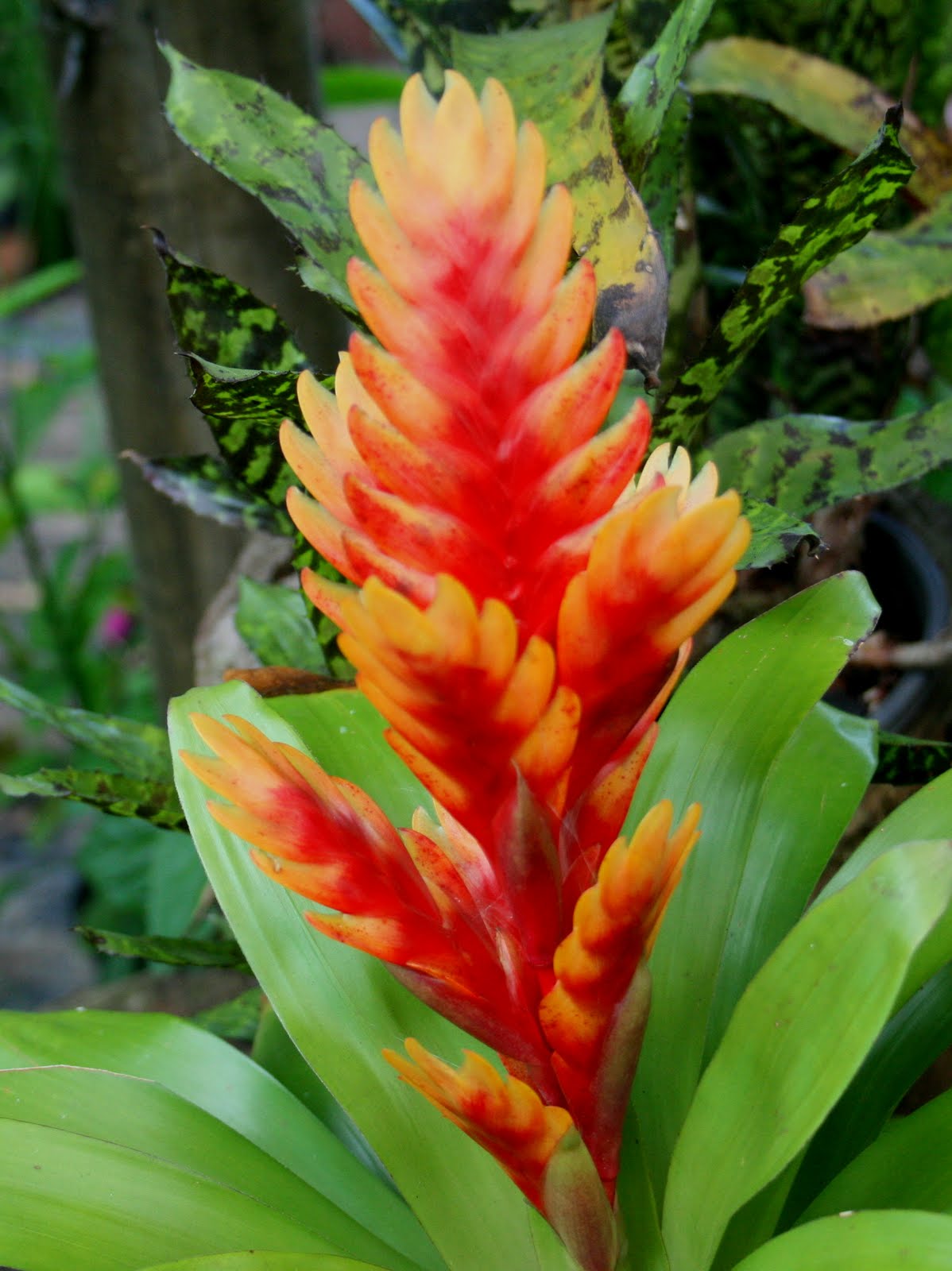 Bromeliad Exotics