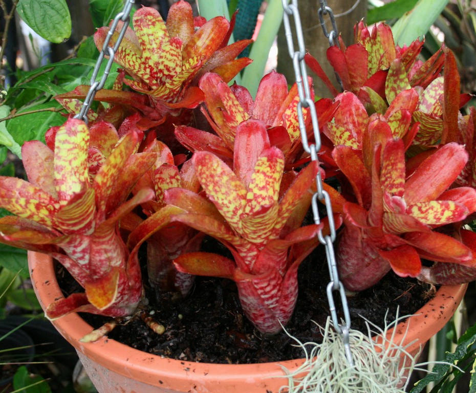 Brookreflections Bromeliads & Exotics *Growing