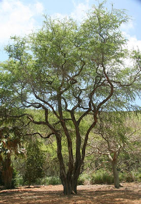 50 Trees for Hawaii's 50 Years