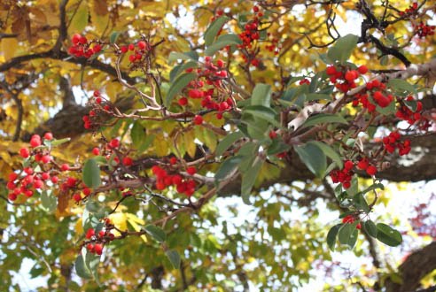 A Walk in the Park-Guadalupe Mountains: The Texas Madrone