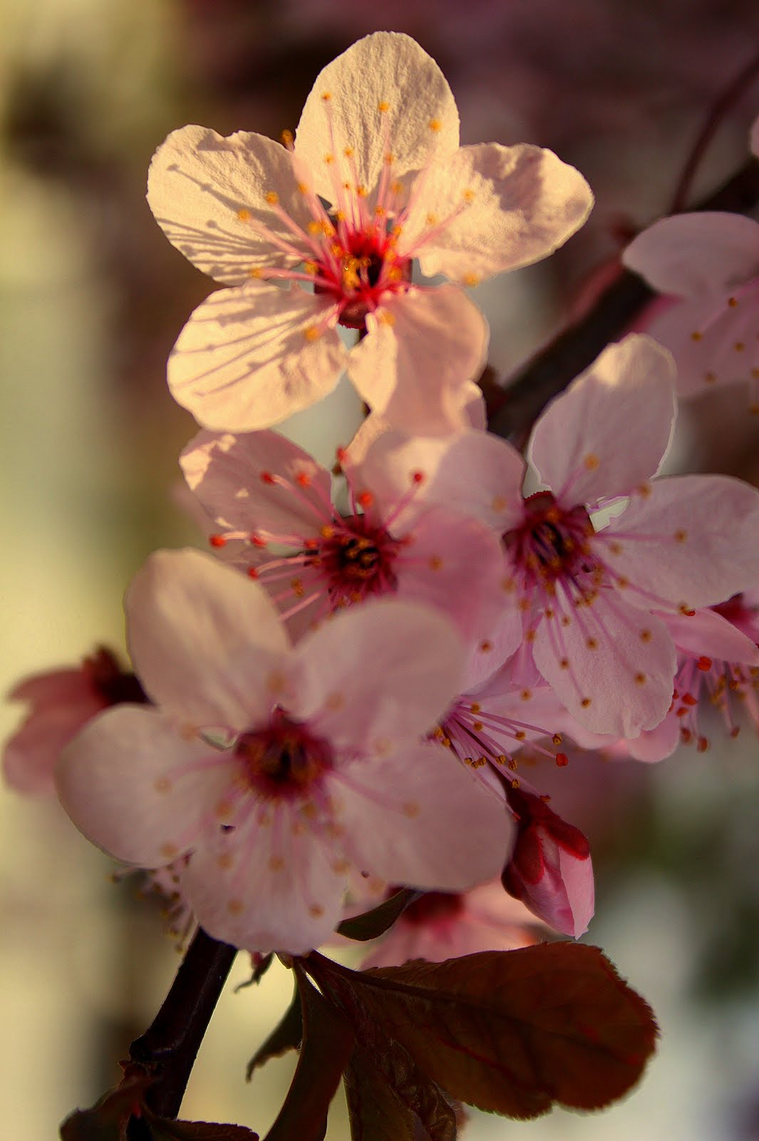 Desene cu lumina: Au inflorit copacii