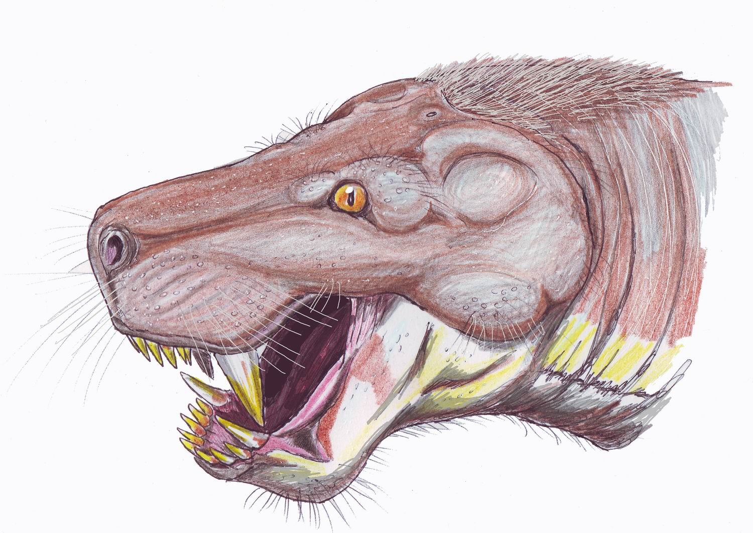 Hronoblog: 299-251 млн лет назад. Пермский период. Жизнь.(Продолжение1)