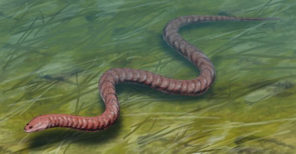 Hronoblog: 299-251 млн лет назад. Пермский период. Жизнь.(Продолжение 6)