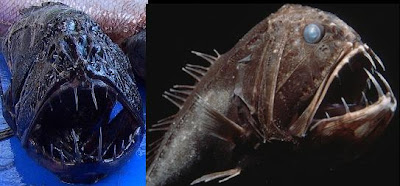 Creatures Of The Deep With Koa