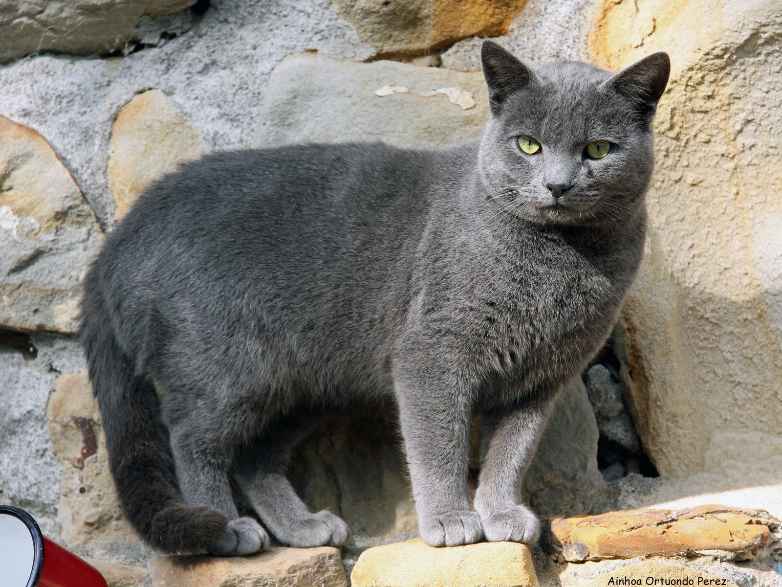Espacios Fotograficos: GATO AZUL