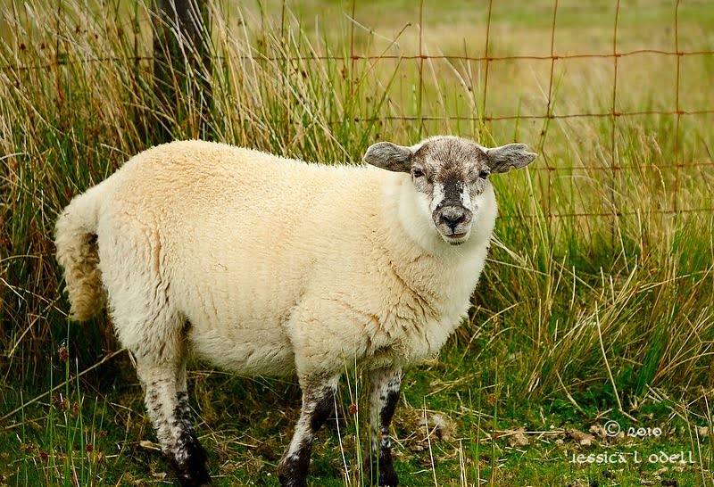 Terry's Place: Friday Field Trip - Wales