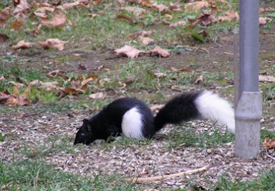 Muskuraht: Hybrid Squirrel