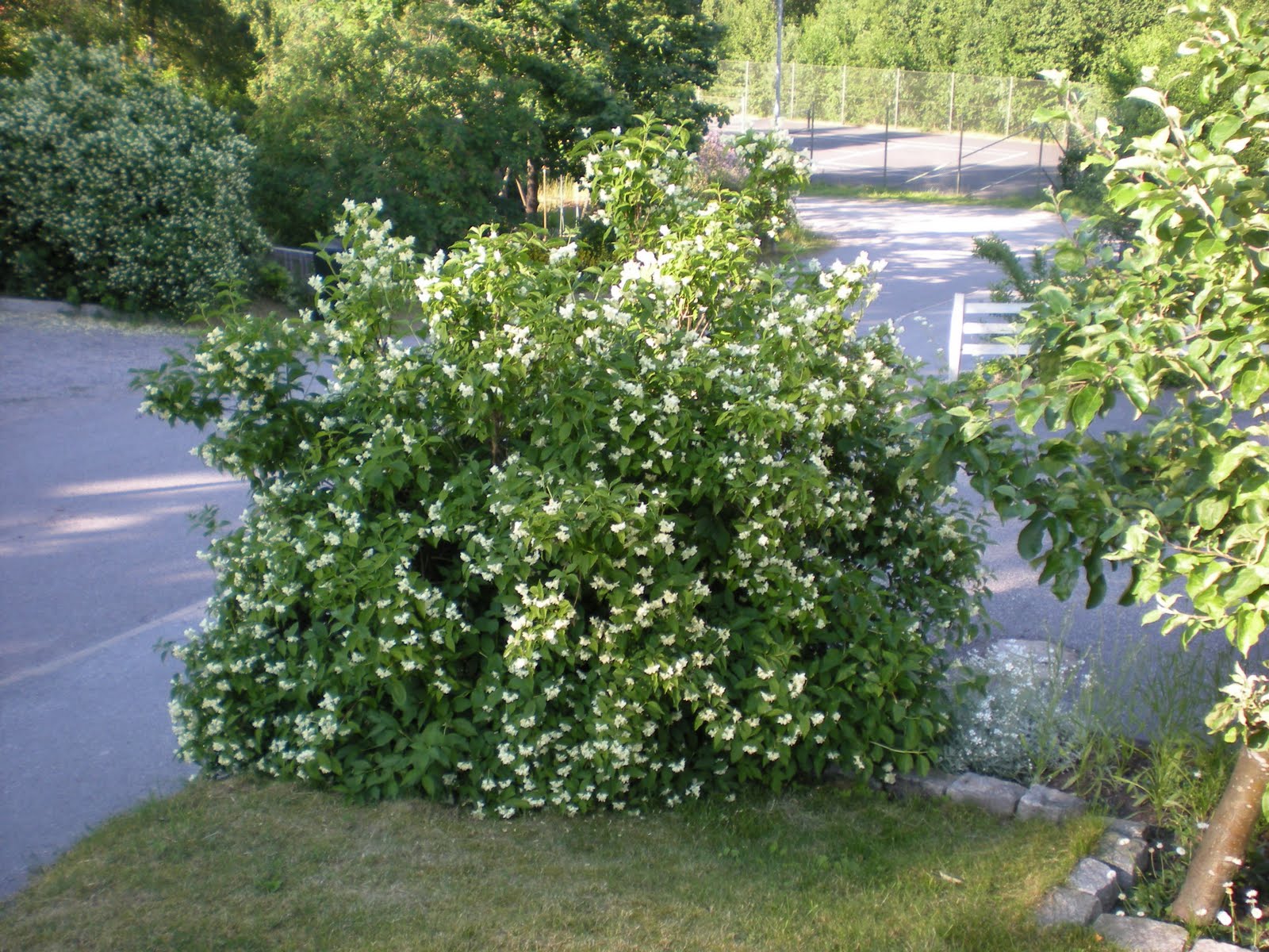 Mina trädgårdar: Rabatten vid uppfarten