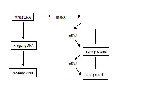 Adenovirus: ADENOVIRUS GENOME AND ITS REPLICATION