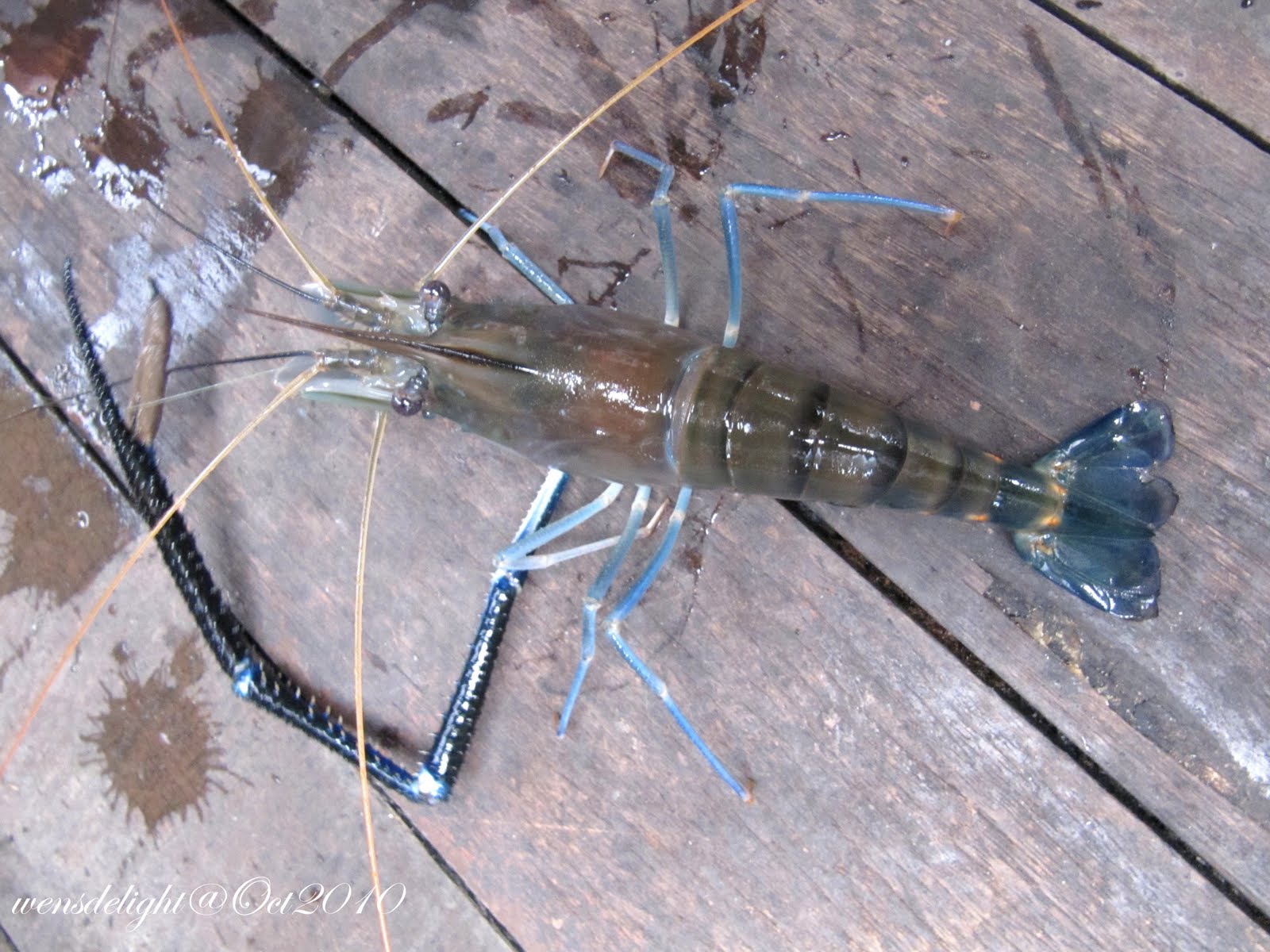 Wen's Delight: Prawn Fishing @ Hai Bin