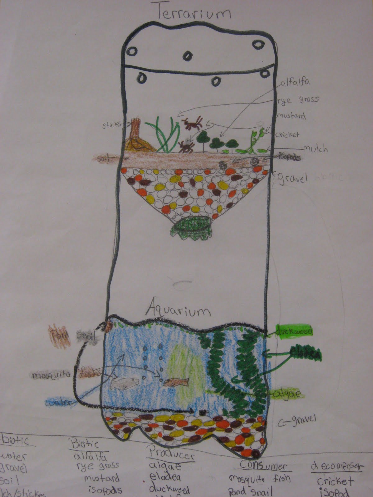 Mrs. Kooken's blog: Studying Ecosystems