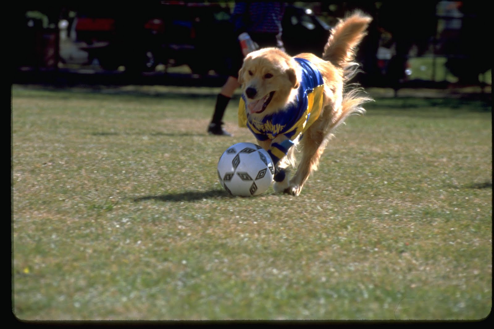 3 Garnets & 2 Sapphires: Review: Disney's Air Bud "World Pup" (DVD)