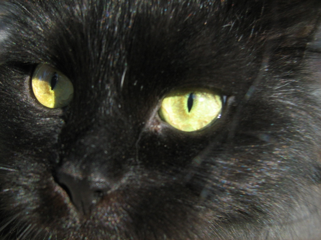 Yellow-Eyed Black Fat Cat — Russian Cats Pictures