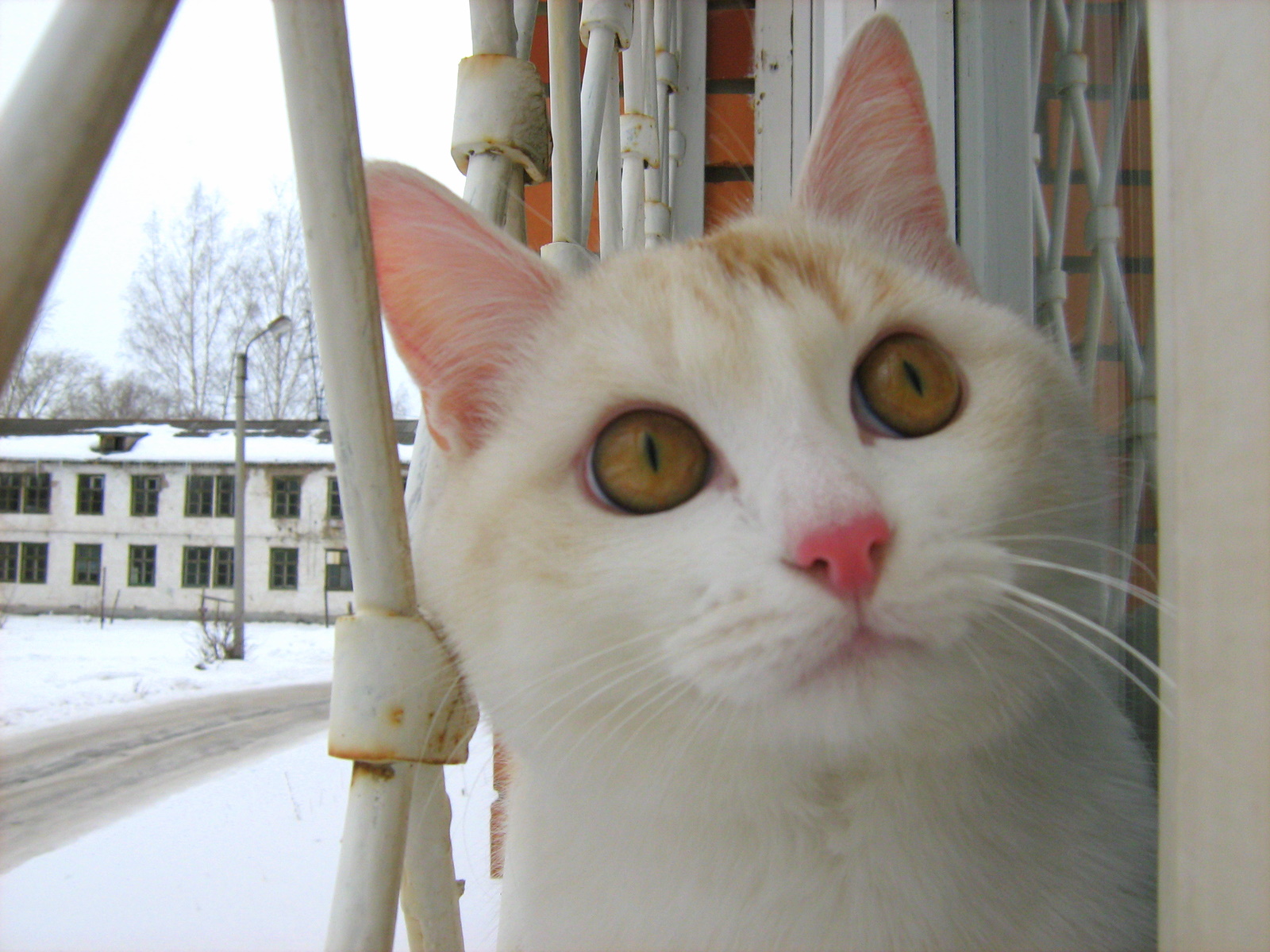 Red-Nosed Ginger-White Young Cat — Russian Cats Pictures