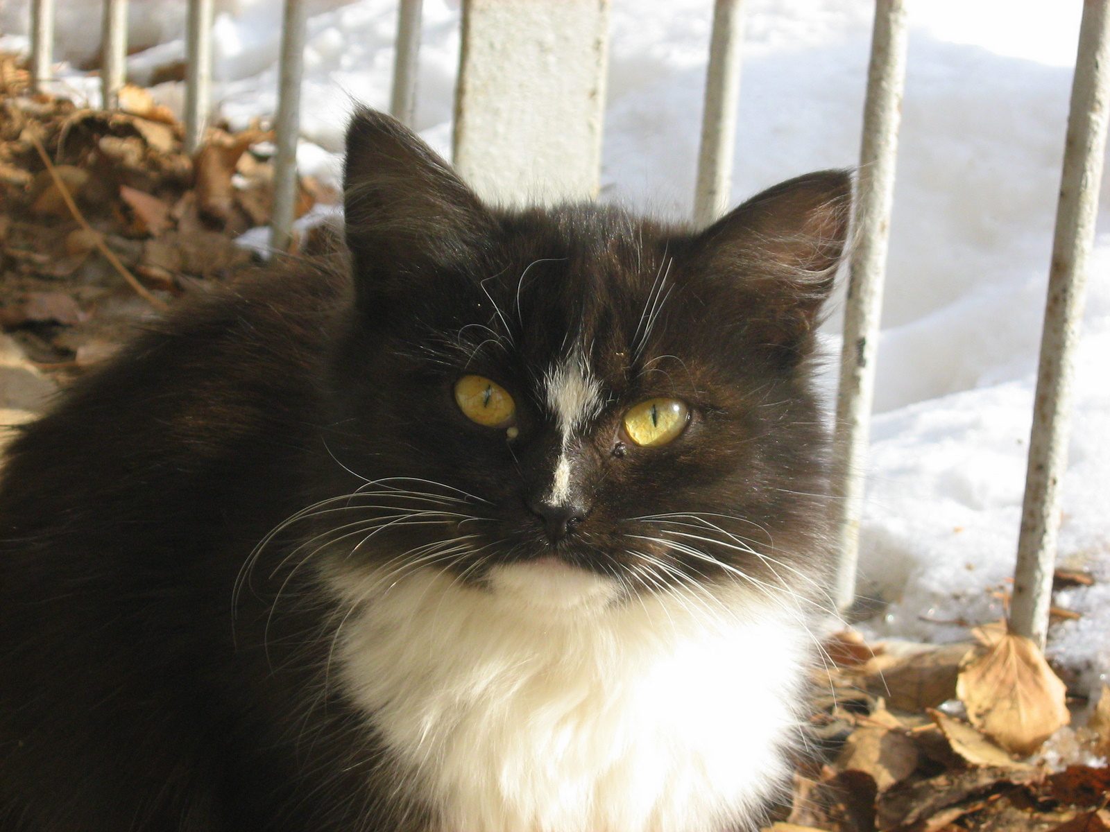 Street Cats Family: Long-Haired Brother — Russian Cats Pictures Street Cats Family: Long-Haired Brother — Russian Cats Pictures