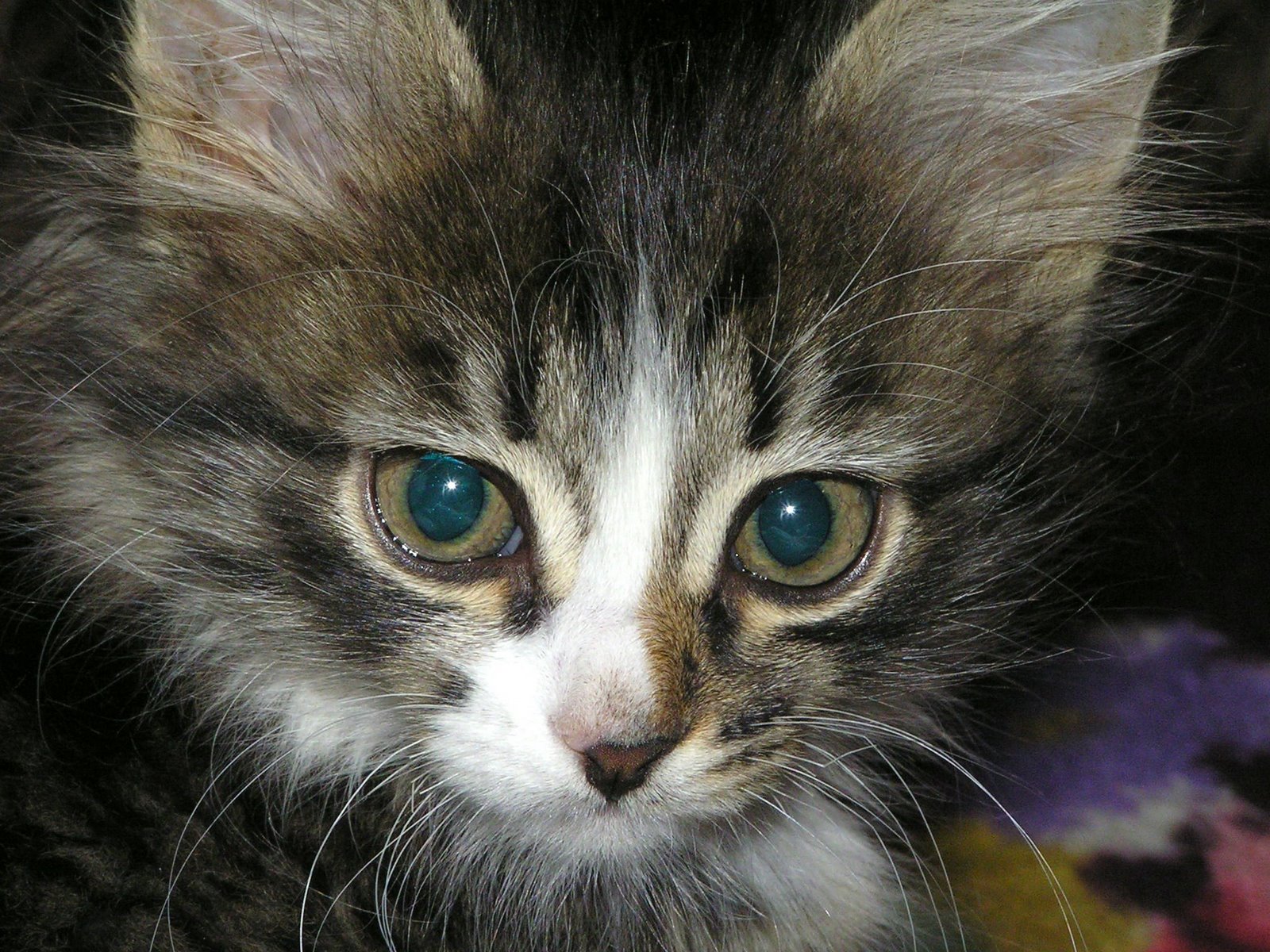 My First Multi-Coloured Kitten — Russian Cats Pictures