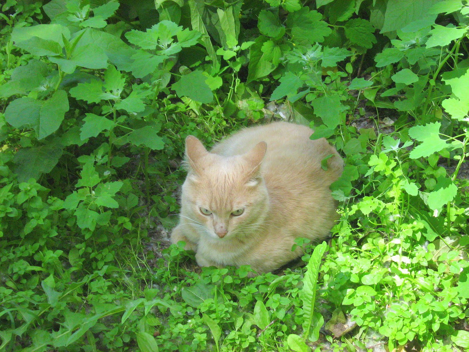 Resting Peach Kitty — Russian Cats Pictures