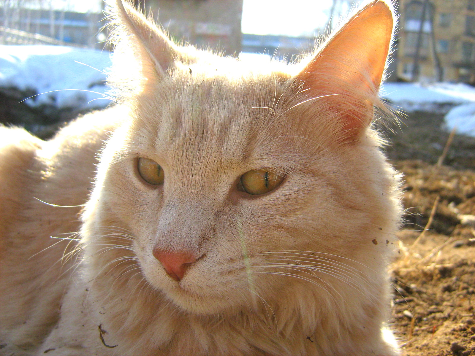 Sunny Orange-Eyed Peach Cat — Russian Cats Pictures