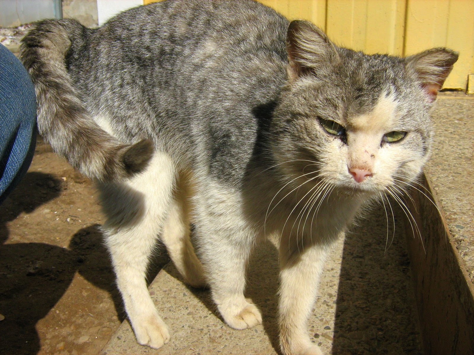 Painted-Eyed Emo-Cat — Russian Cats Pictures