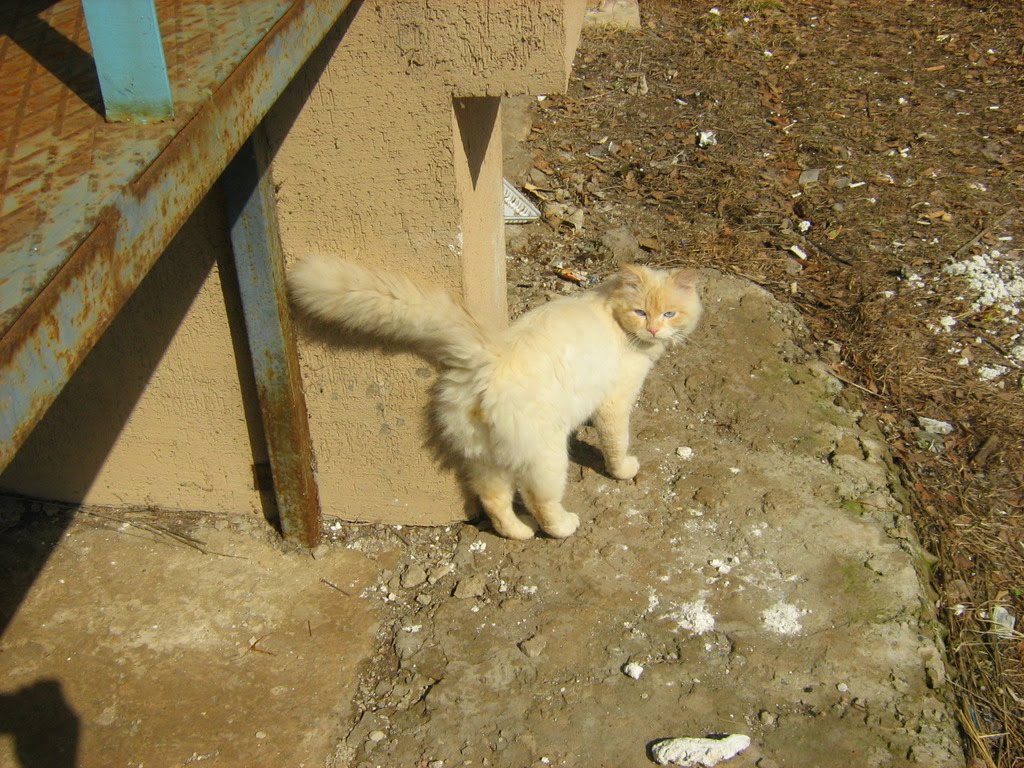 White Alien-Like Cat — Russian Cats Pictures