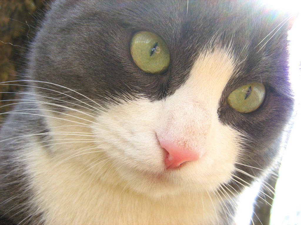 Lazy Blue-White Fat-Cat — Russian Cats Pictures