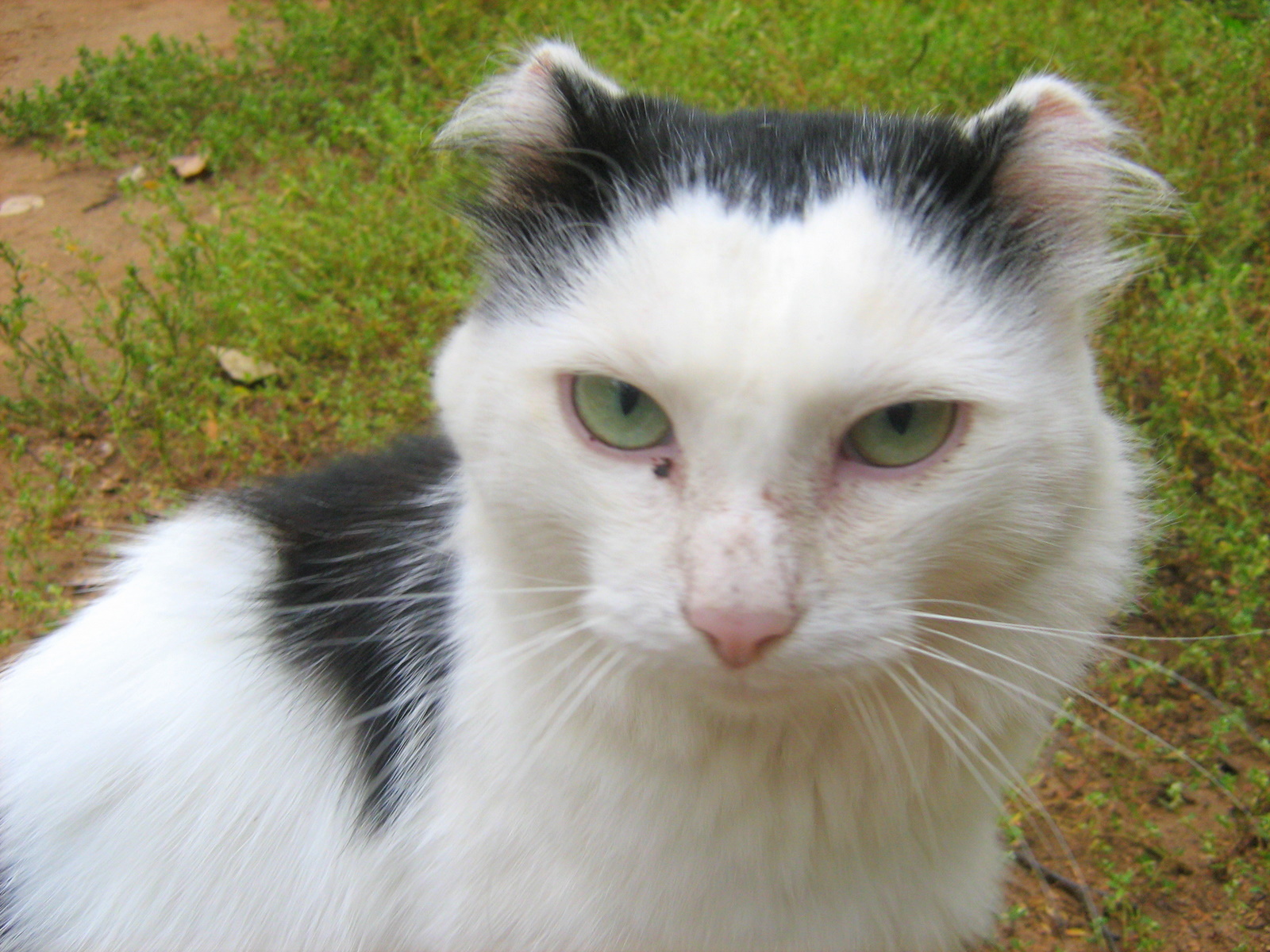 Earless Black and White Cat — Russian Cats Pictures